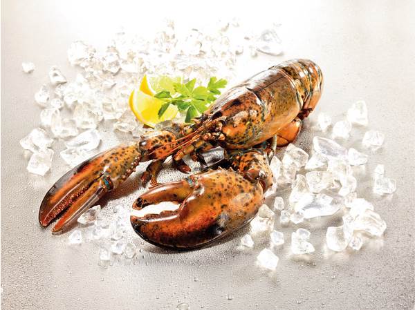 TK Hummer, ganz, roh, im Netz, IQF, Atlantik, ca.0,50- 0,55 KG/ST Ultra ...