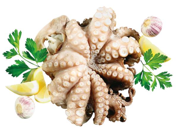 TK DF Common Octopus cleaned 2-3kg 1 KG