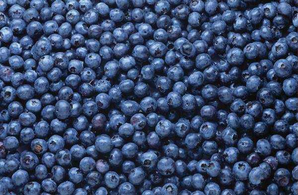 TK Heidelbeeren, 2,5 KG/BT Wildheidelbeeren