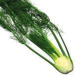 Fennikel Mini Med Top, KL1 Albanien, 5 stk bdt