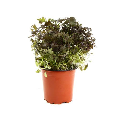 Sennepskarse rød KL1 Danmark 10,5 cm potte